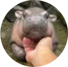 Solcex - The first Centralized Exchange launched on Solana